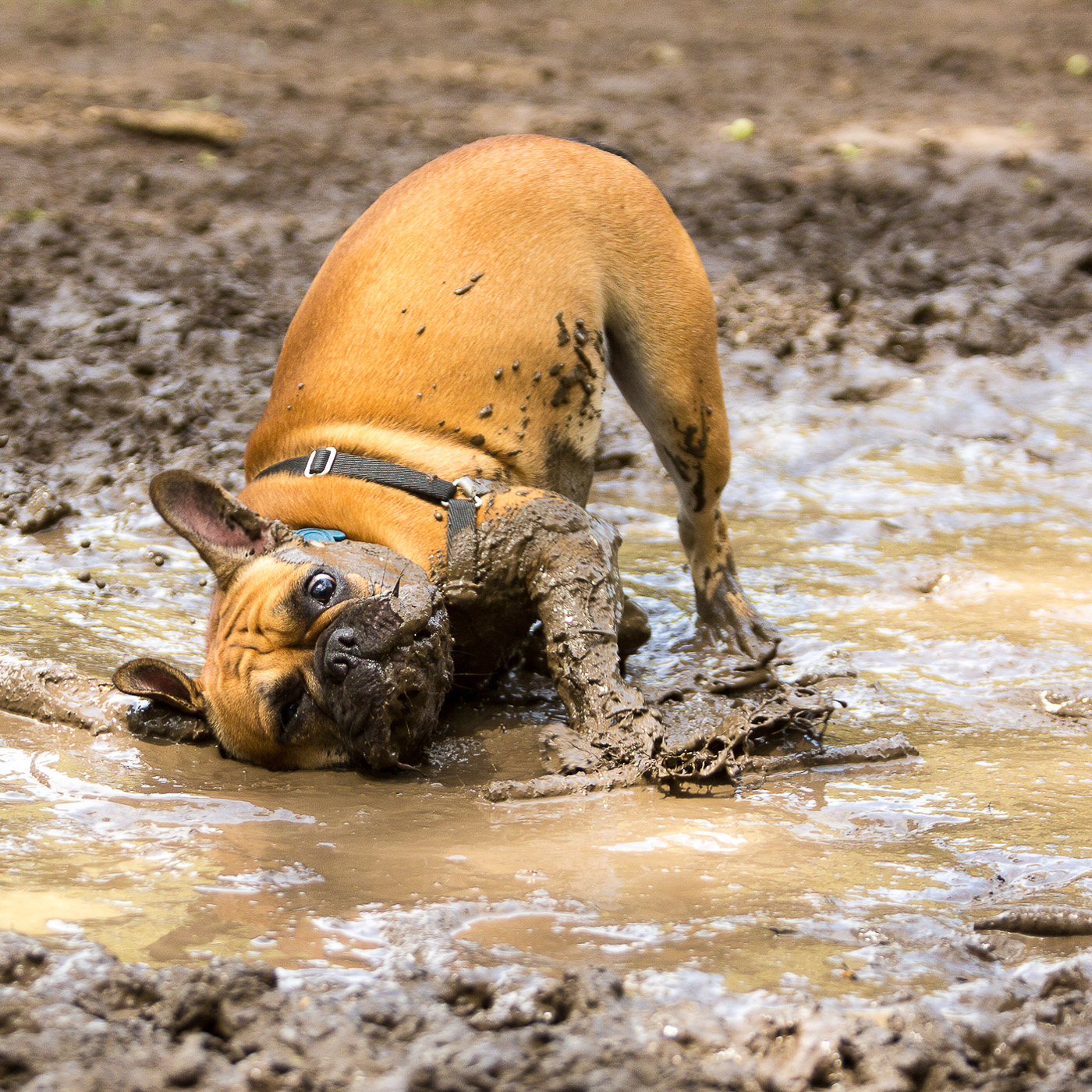 Is your Dog a Roller? - Blog - Dog Citizen - Eastside Tails